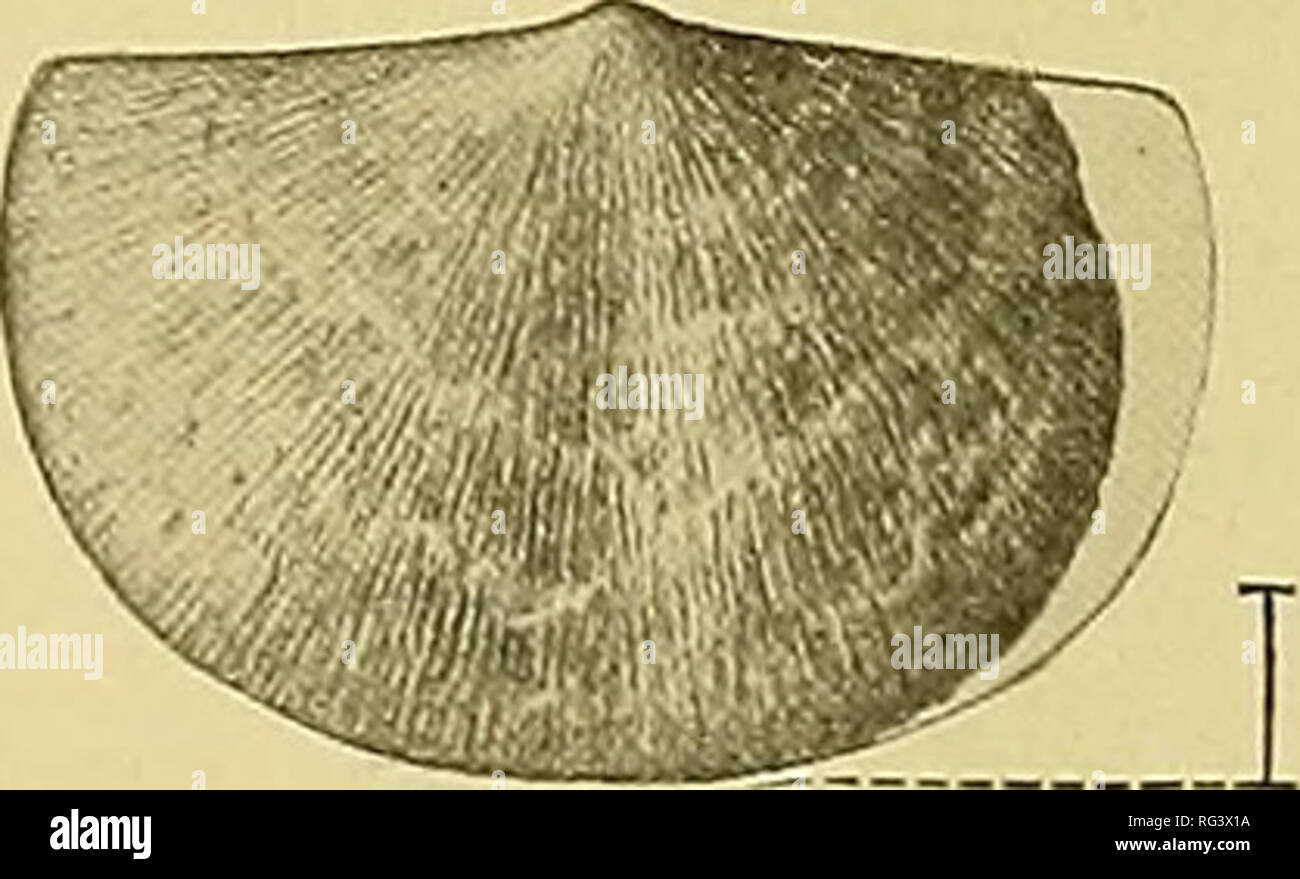 . Cambrian Brachiopoda. Brachiopoda, Fossil. Eoorthis newberryi Walcott ...