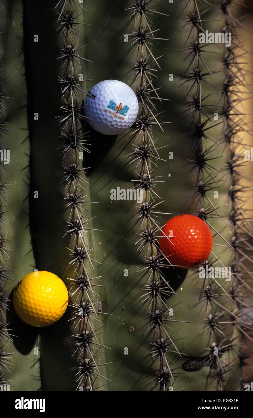 USA, United States of America, Arizona: golf cours in Tucson. Sheraton ...