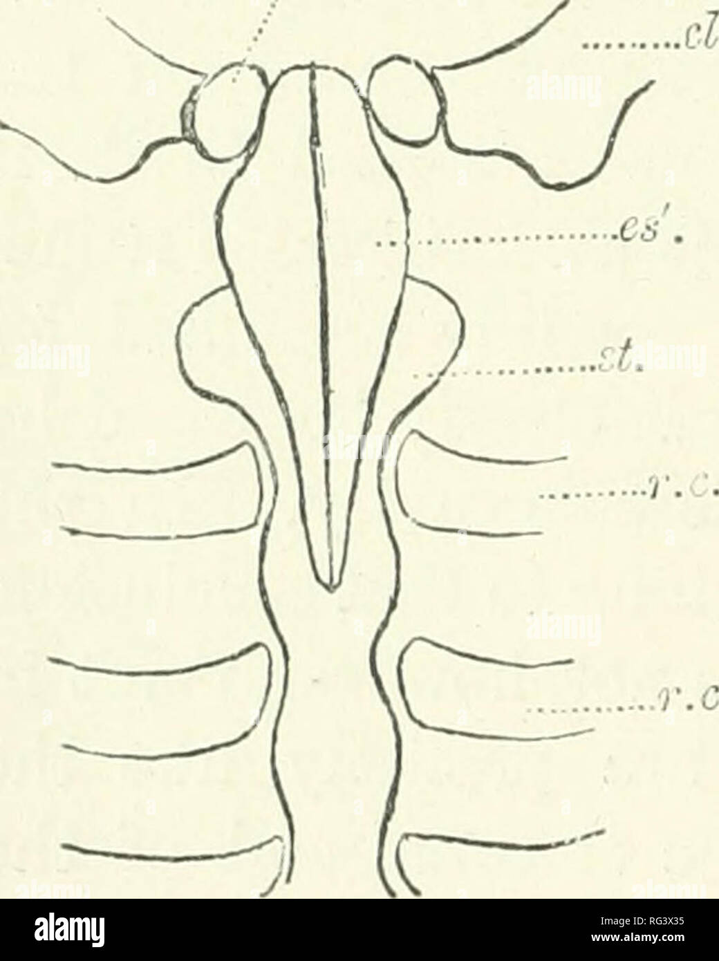 . The Cambridge natural history. Zoology. Fio. 22.âShoulder girdle of ...