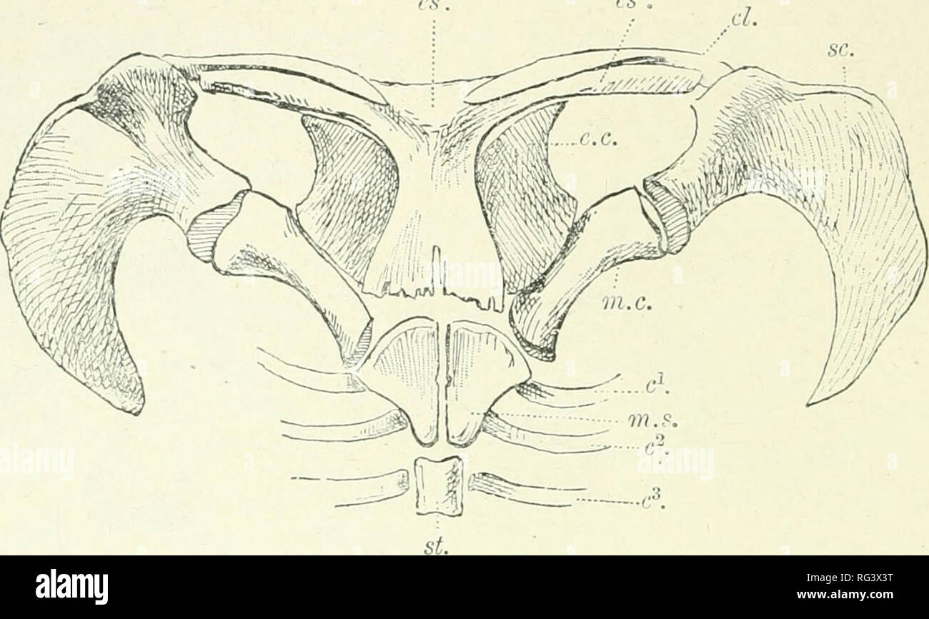 Vestigial structure hi-res stock photography and images - Alamy