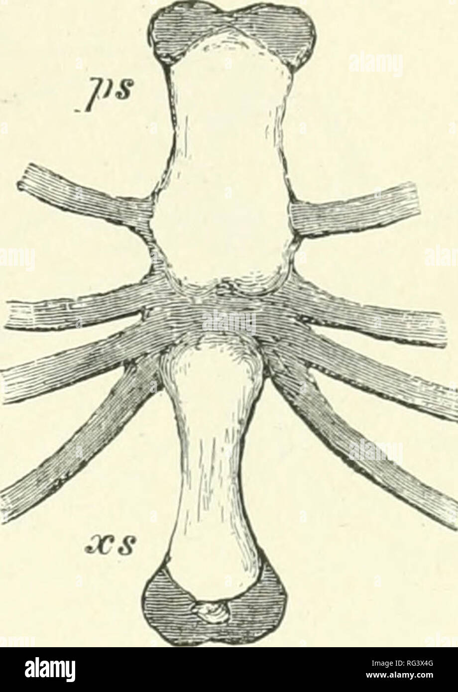 . The Cambridge natural history. Zoology. Fig. 20.—Sternum of ...