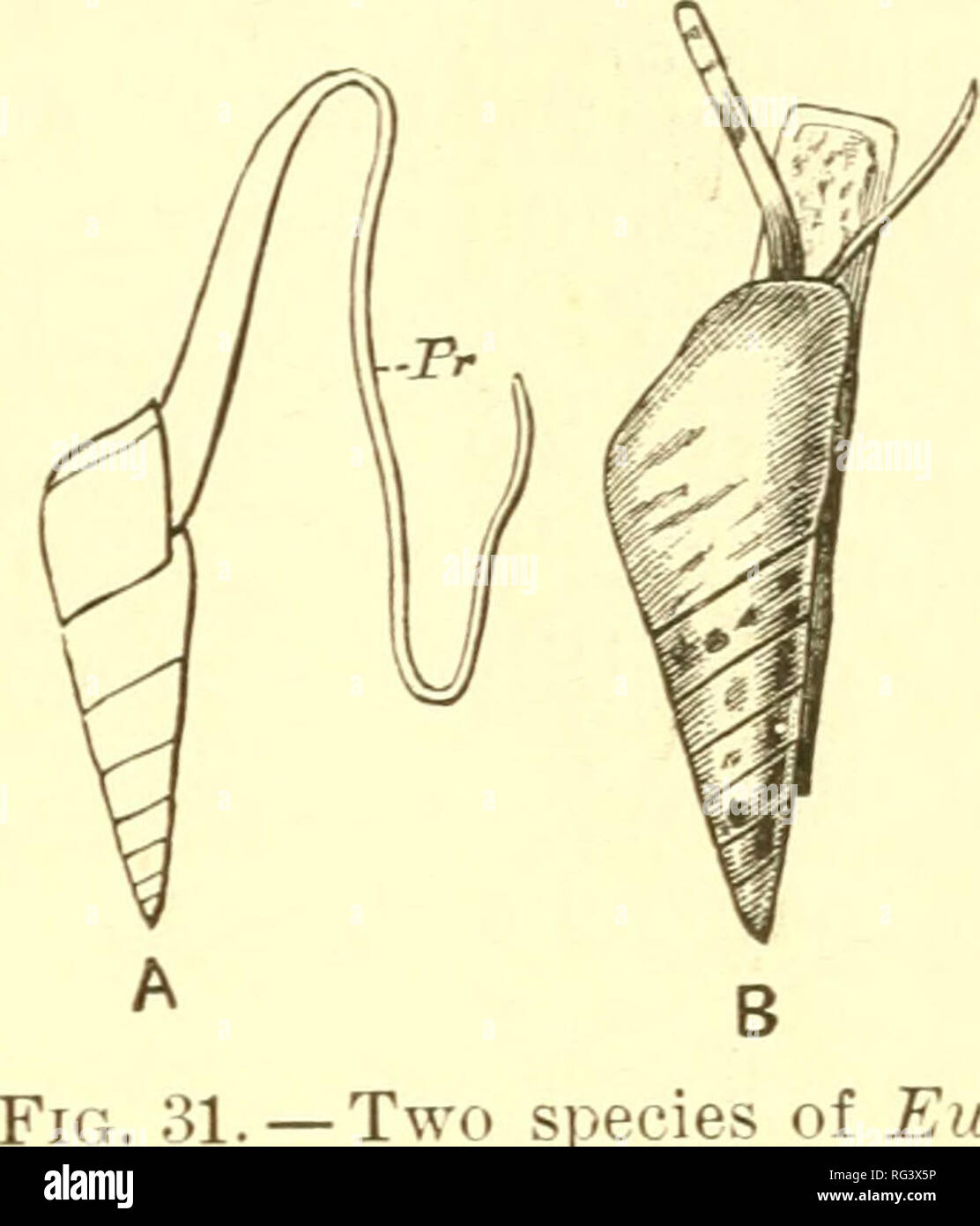 . The Cambridge natural history. Zoology; Zoologia Geral. Ill COLOUR OF ...
