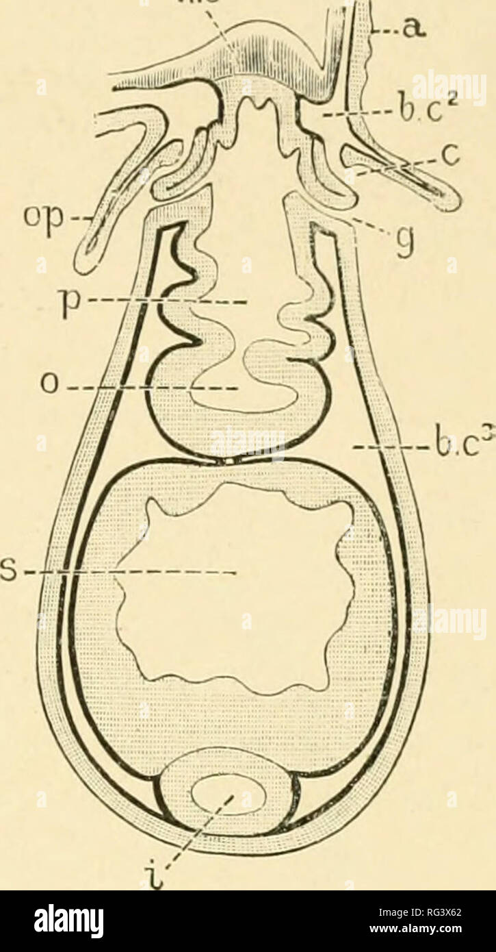 Cephalodiscus High Resolution Stock Photography and Images - Alamy