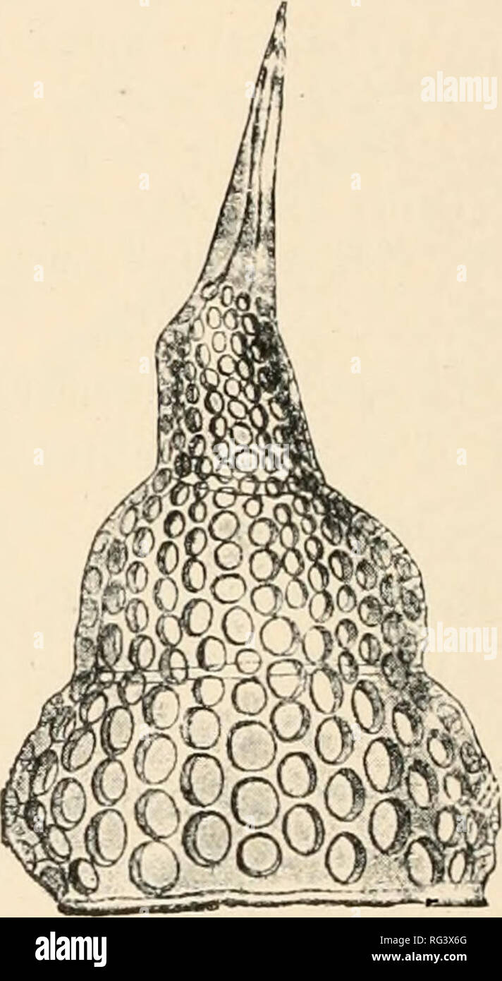 Acantharia hi-res stock photography and images - Alamy