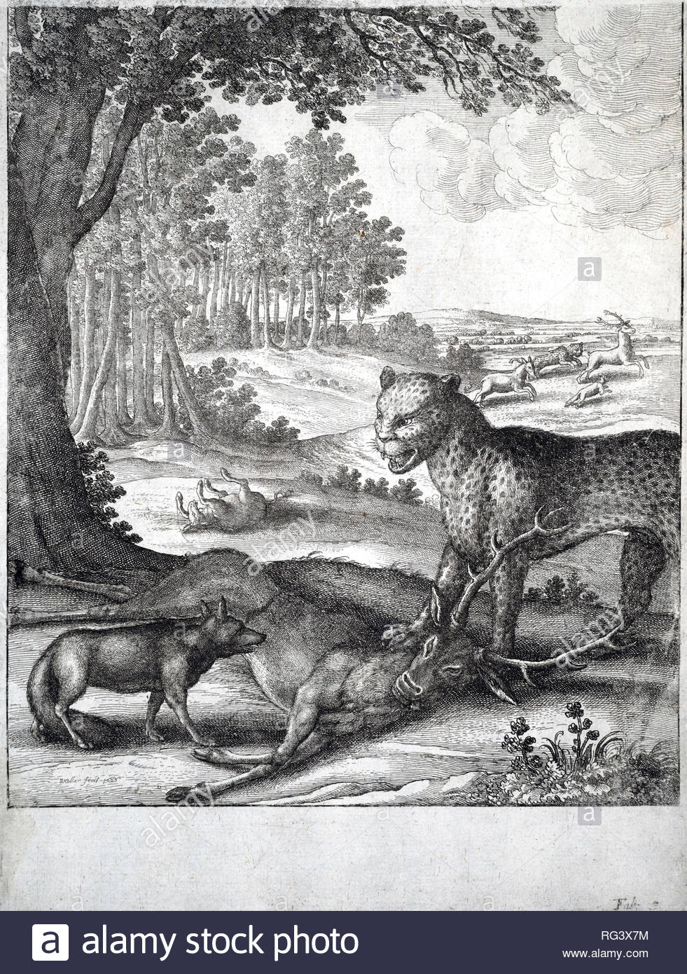 Leopard story hi-res stock photography and images - Alamy