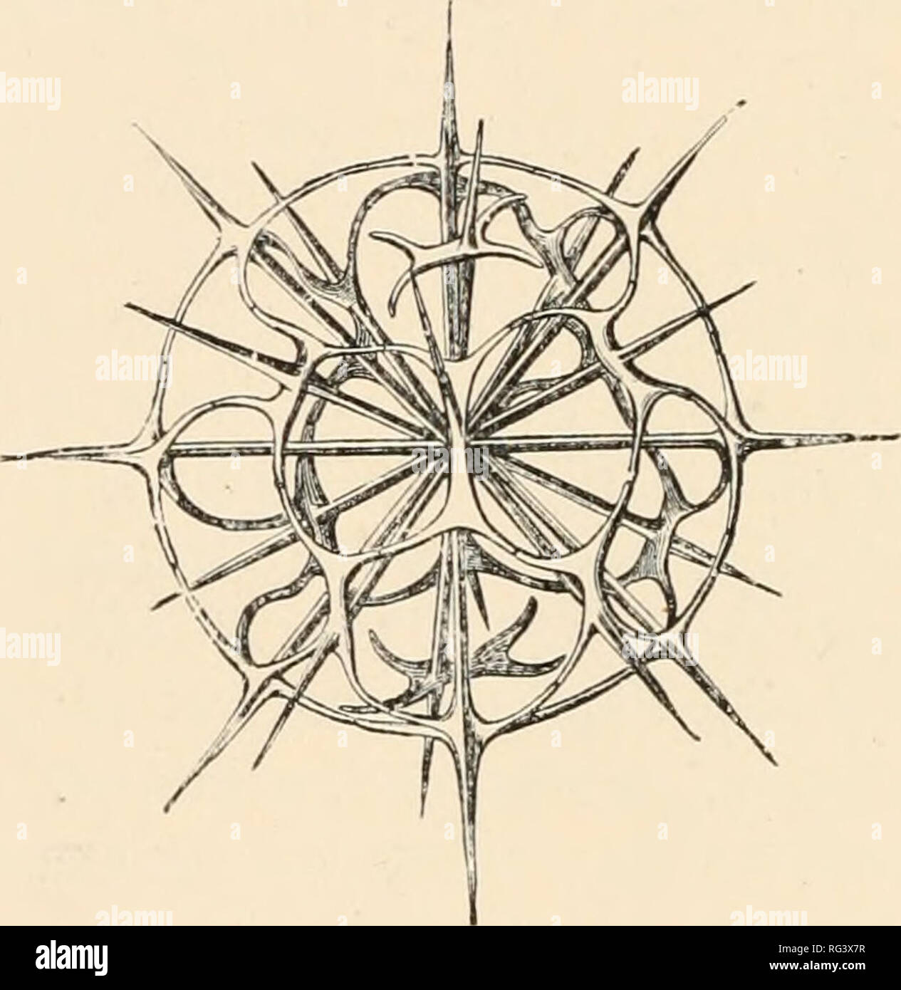 Thella hi-res stock photography and images - Alamy