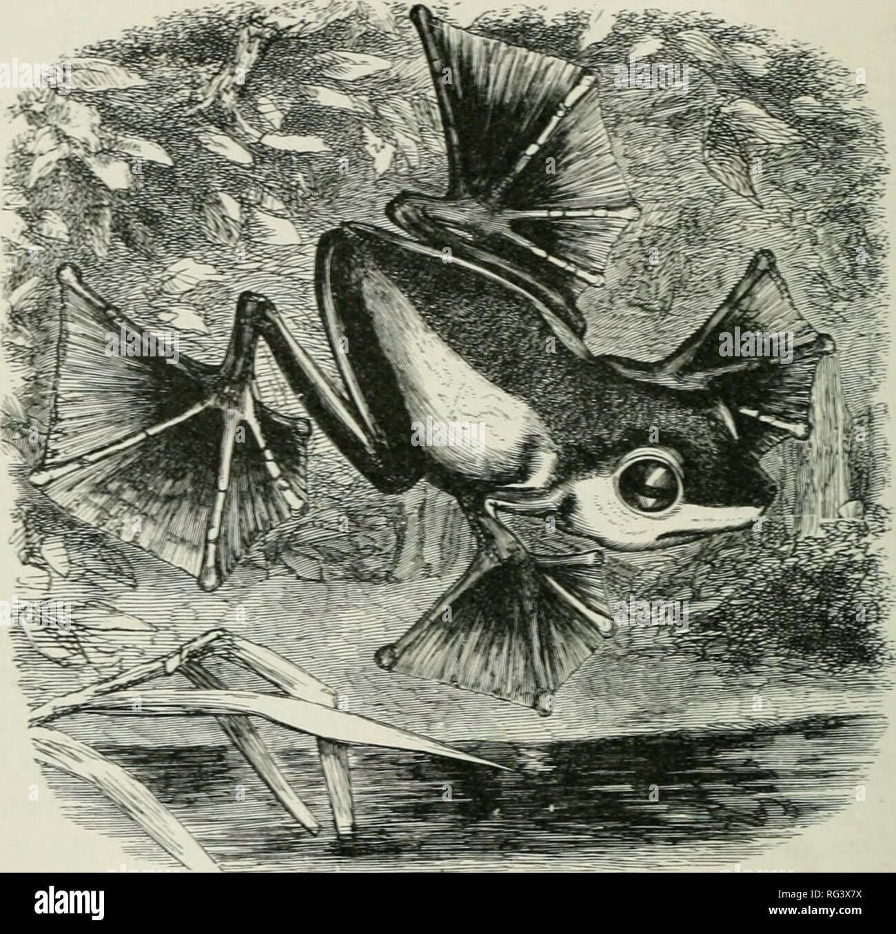 Webbed hands hi-res stock photography and images - Alamy