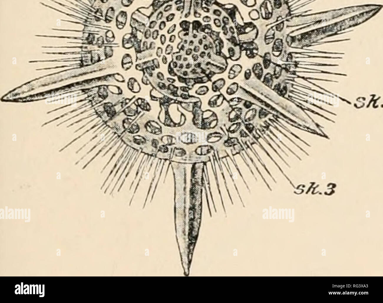 . The Cambridge natural history. Zoology; Zoologia Geral. II! HELTOZOA ...