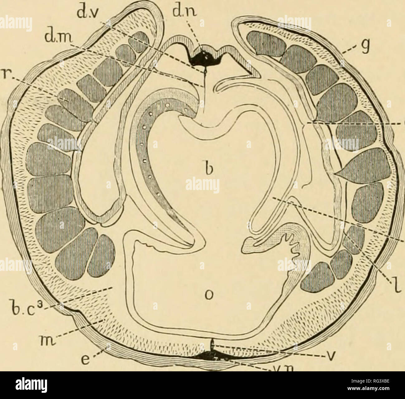 Balanoglossus High Resolution Stock Photography and Images - Alamy