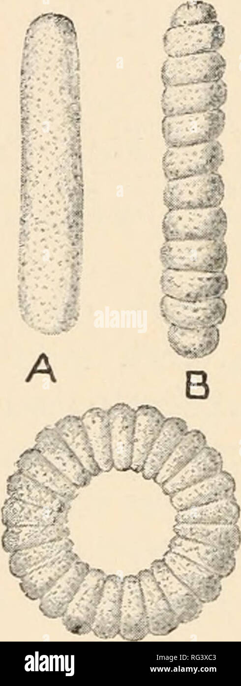 Acantharia hi-res stock photography and images - Alamy
