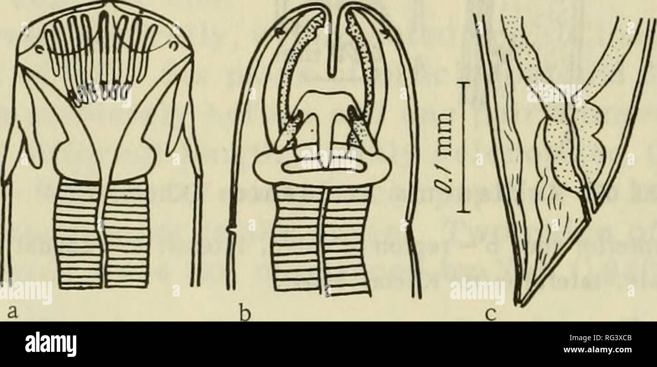 . Camallanata of animals and man and diseases caused by them ...