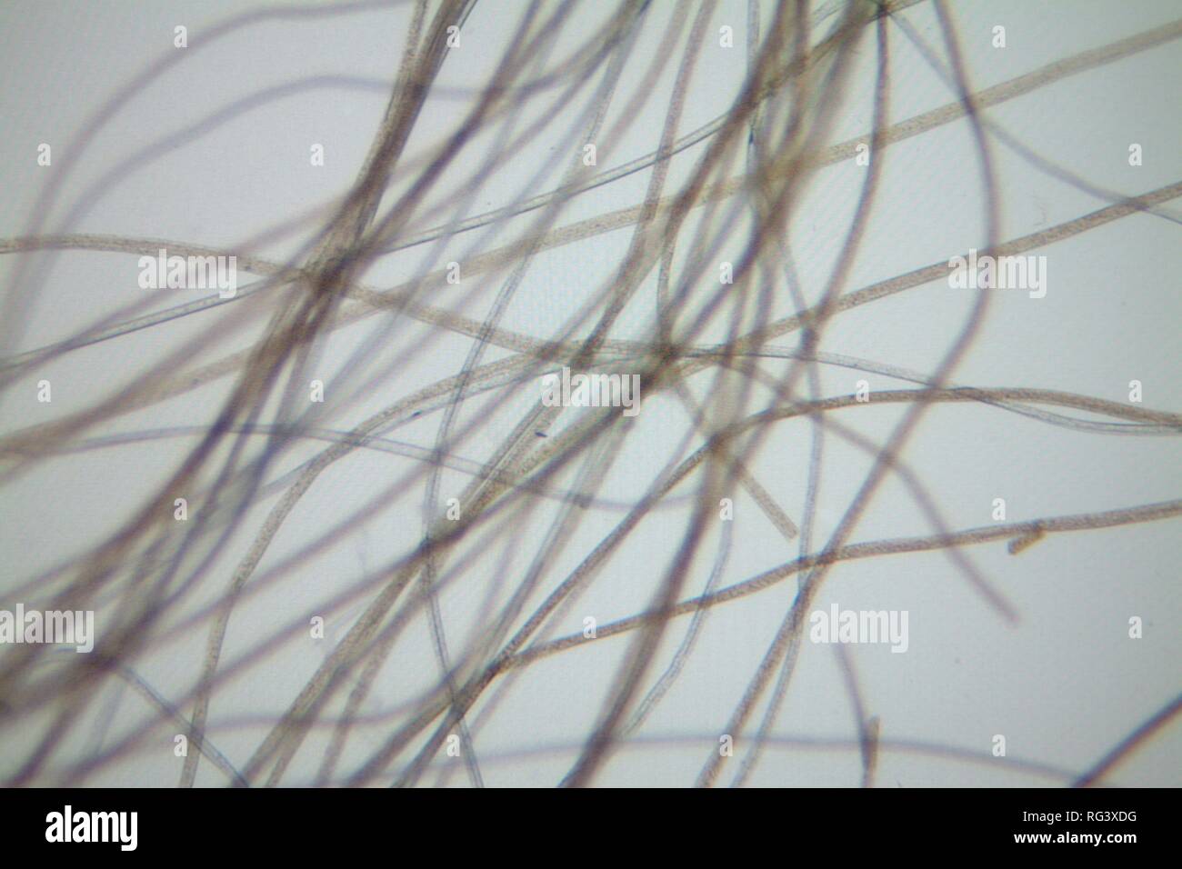 Forensic laboratory fibers the a hi-res stock photography and images ...