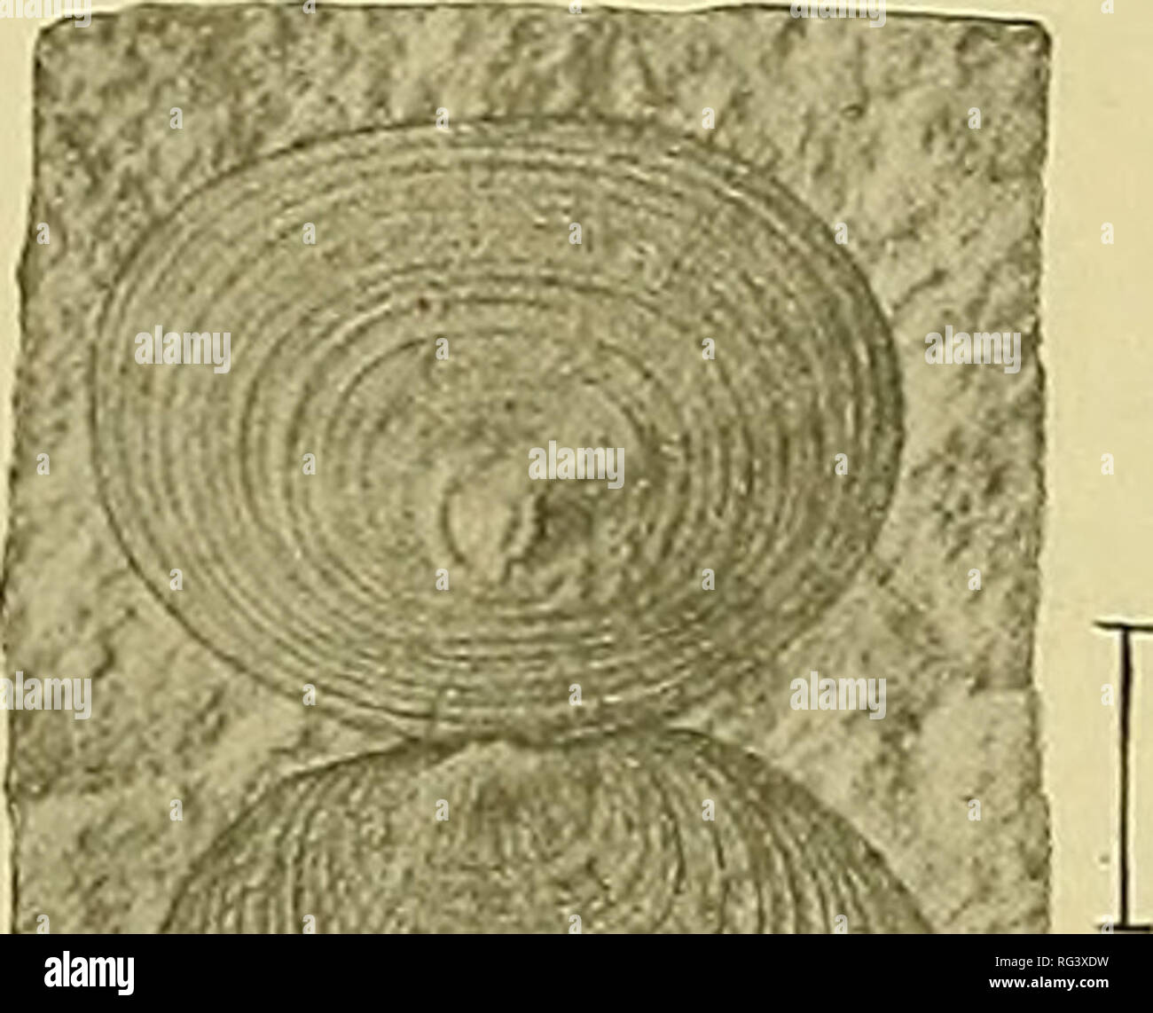 . Cambrian Brachiopoda. Brachiopoda, Fossil. ACROTRETID.E. 641 ...