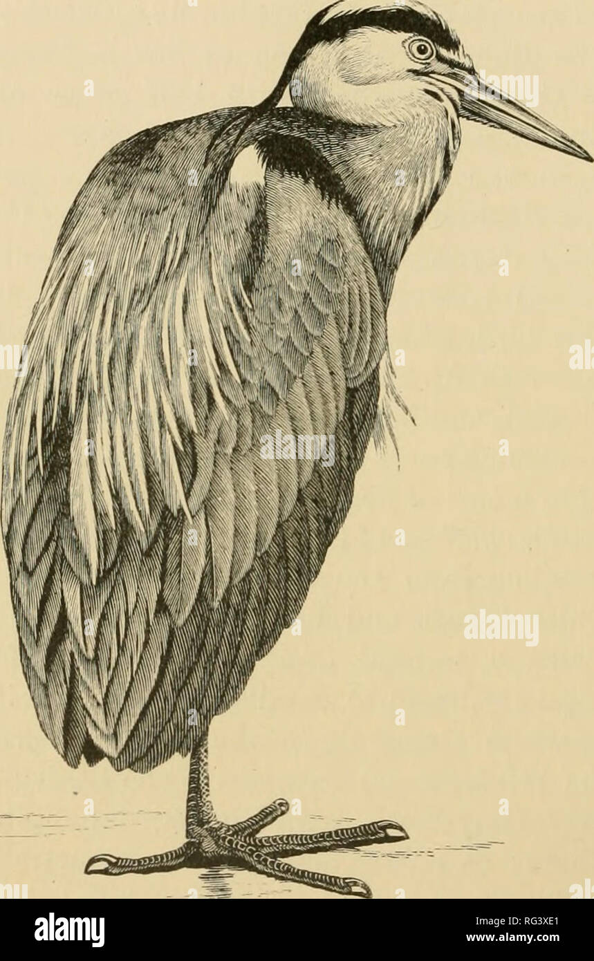 Grey scapular feathers hi-res stock photography and images - Alamy