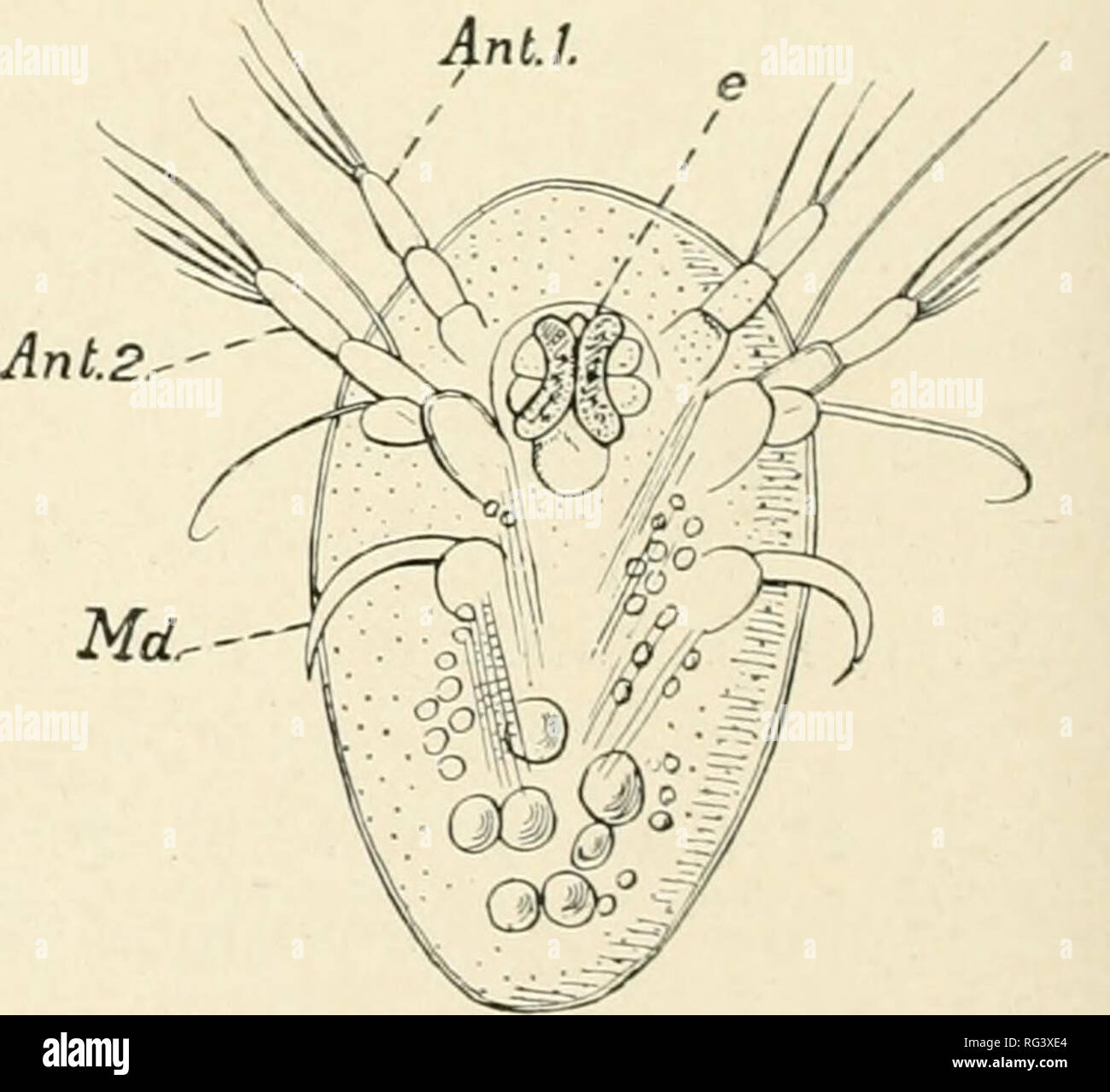 Biramous appendage hi-res stock photography and images - Alamy