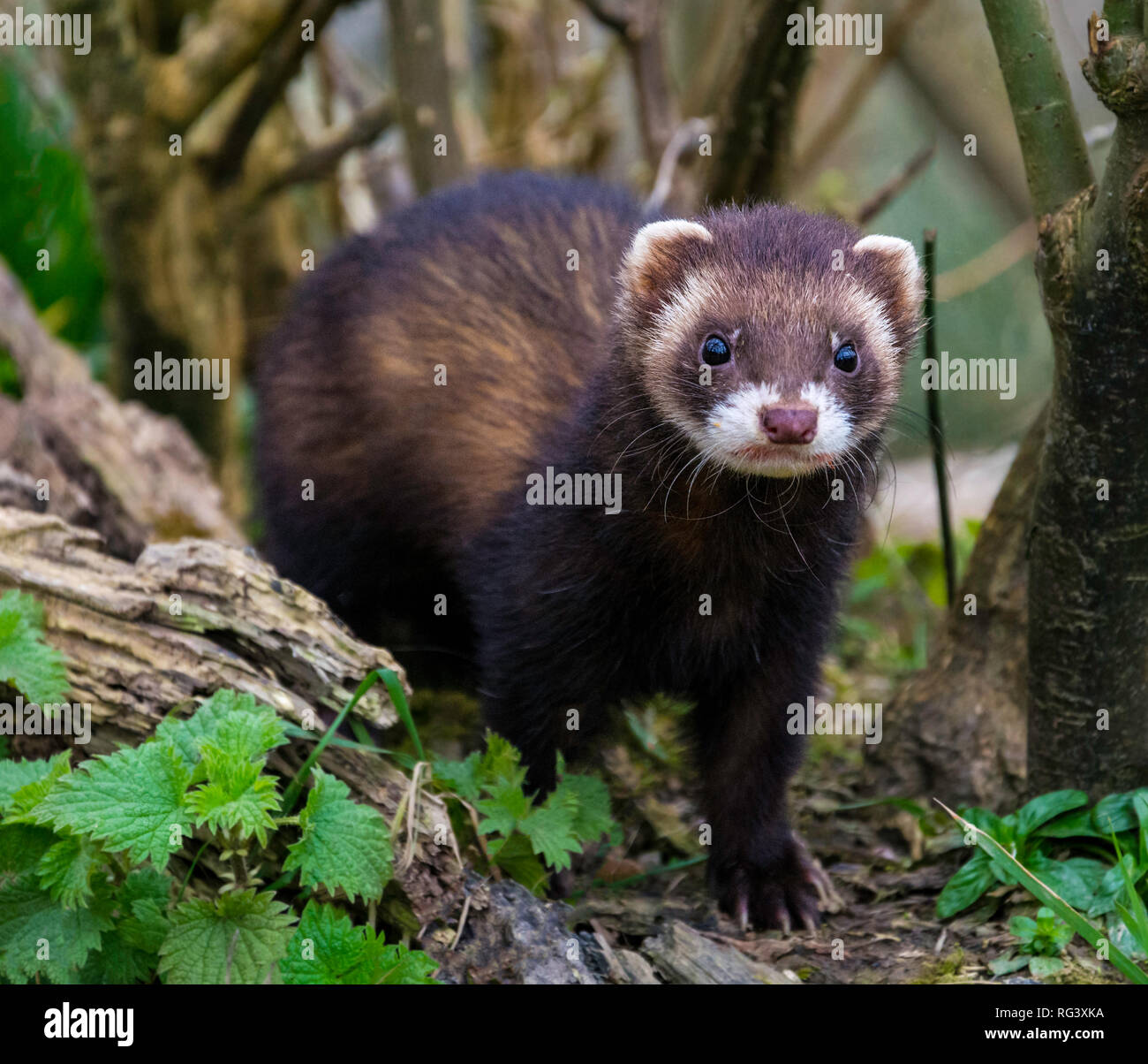 Polecat hi-res stock photography and images - Alamy