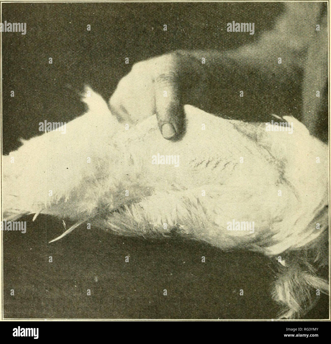 . The call of the hen; or, The science of selecting and breeding ...