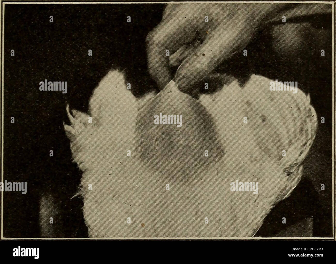 . The call of the hen; or, The science of selecting and breeding ...