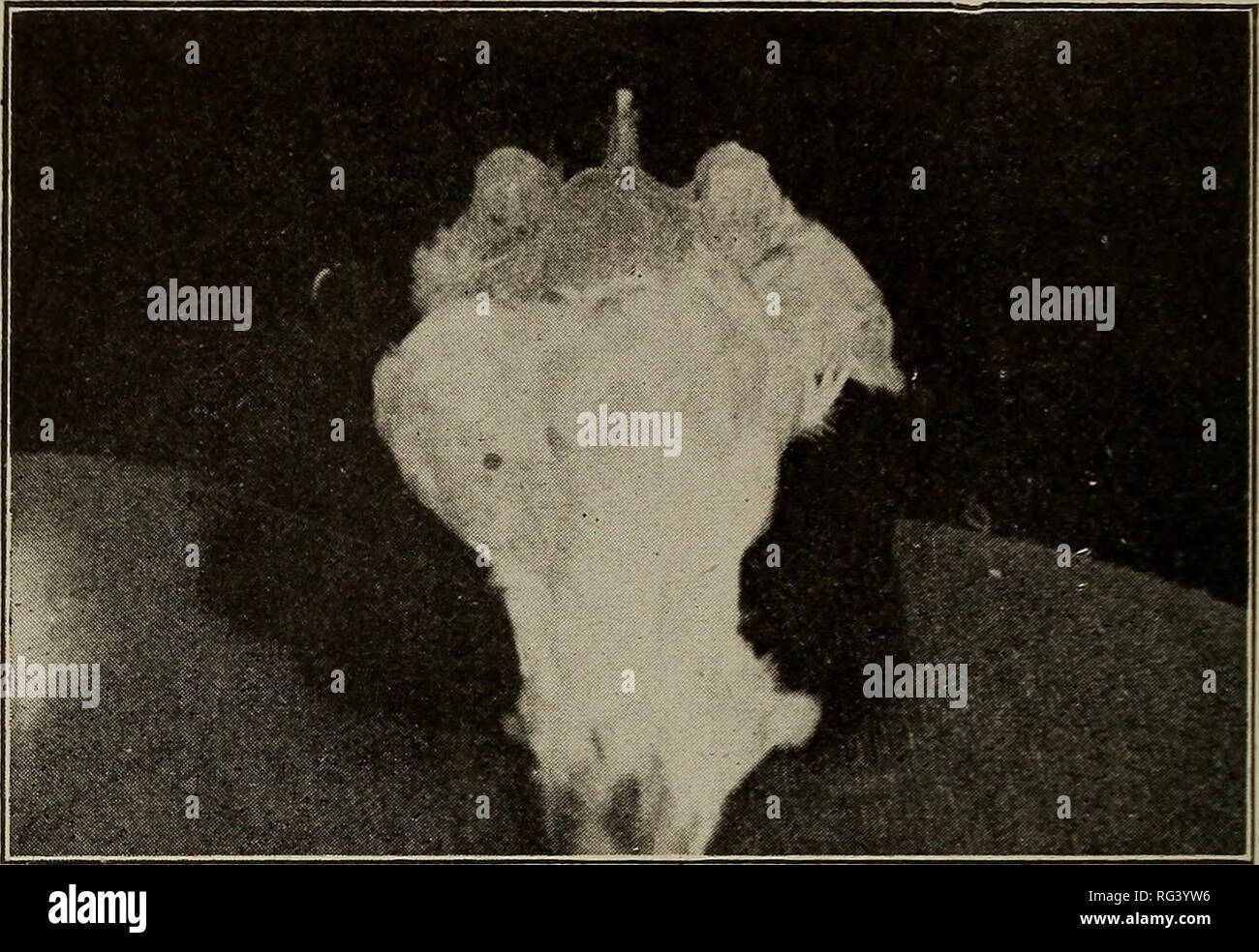 Actual flesh hi-res stock photography and images - Alamy