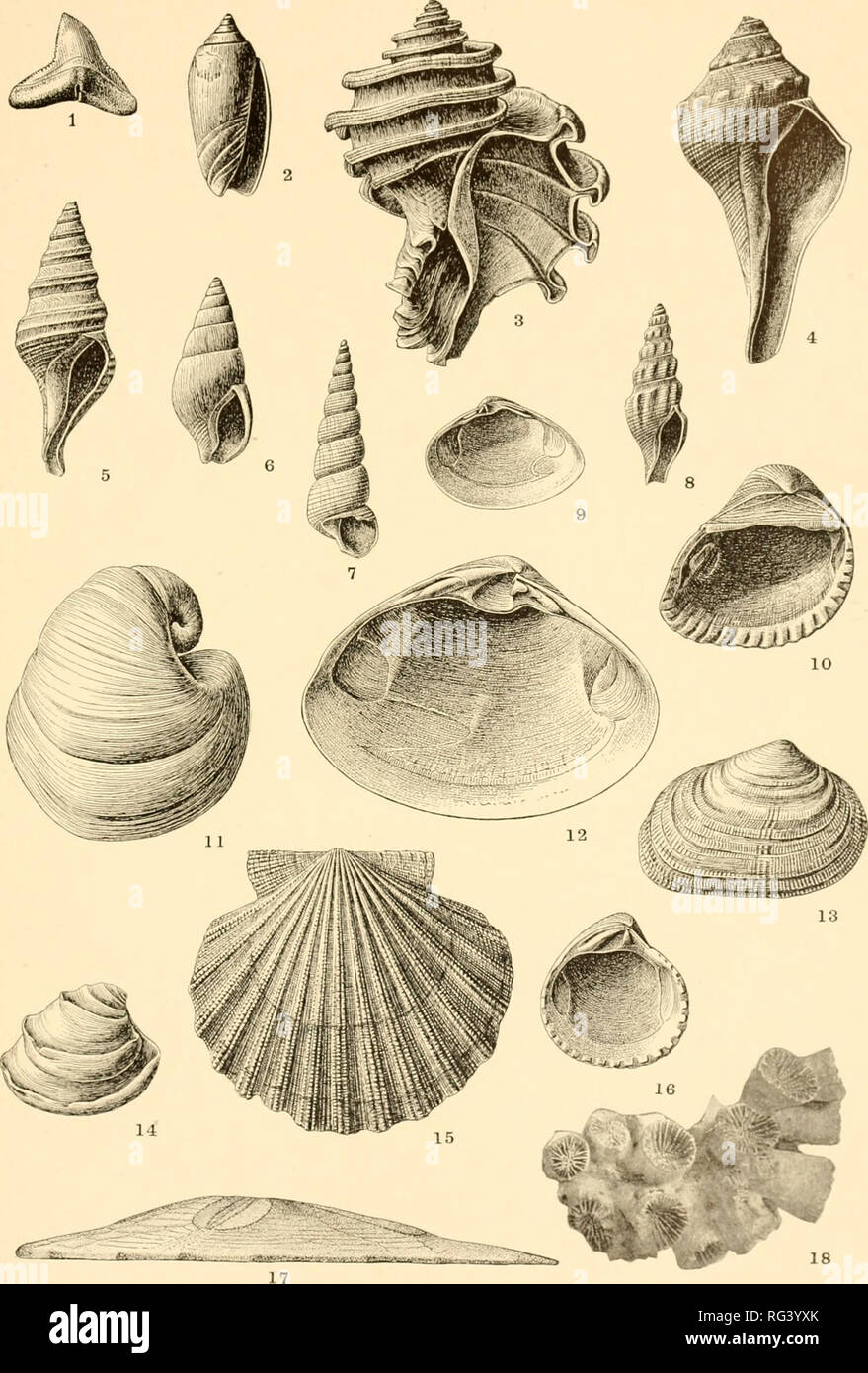 . Calvert county. Geology. MARYLAND GEOLOGICAL SURVEY. CALVERT COUNTY ...