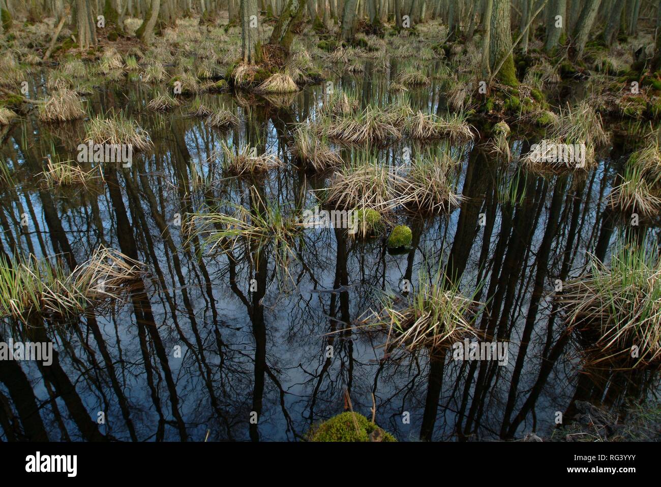 DEU, Germany, Darss: Forest, swamp in the Boddenlandschaft National ...