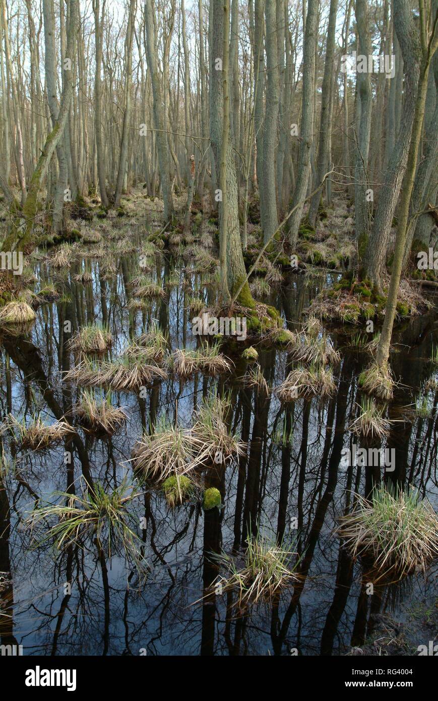 DEU, Germany, Darss: Forest, swamp in the Boddenlandschaft National ...