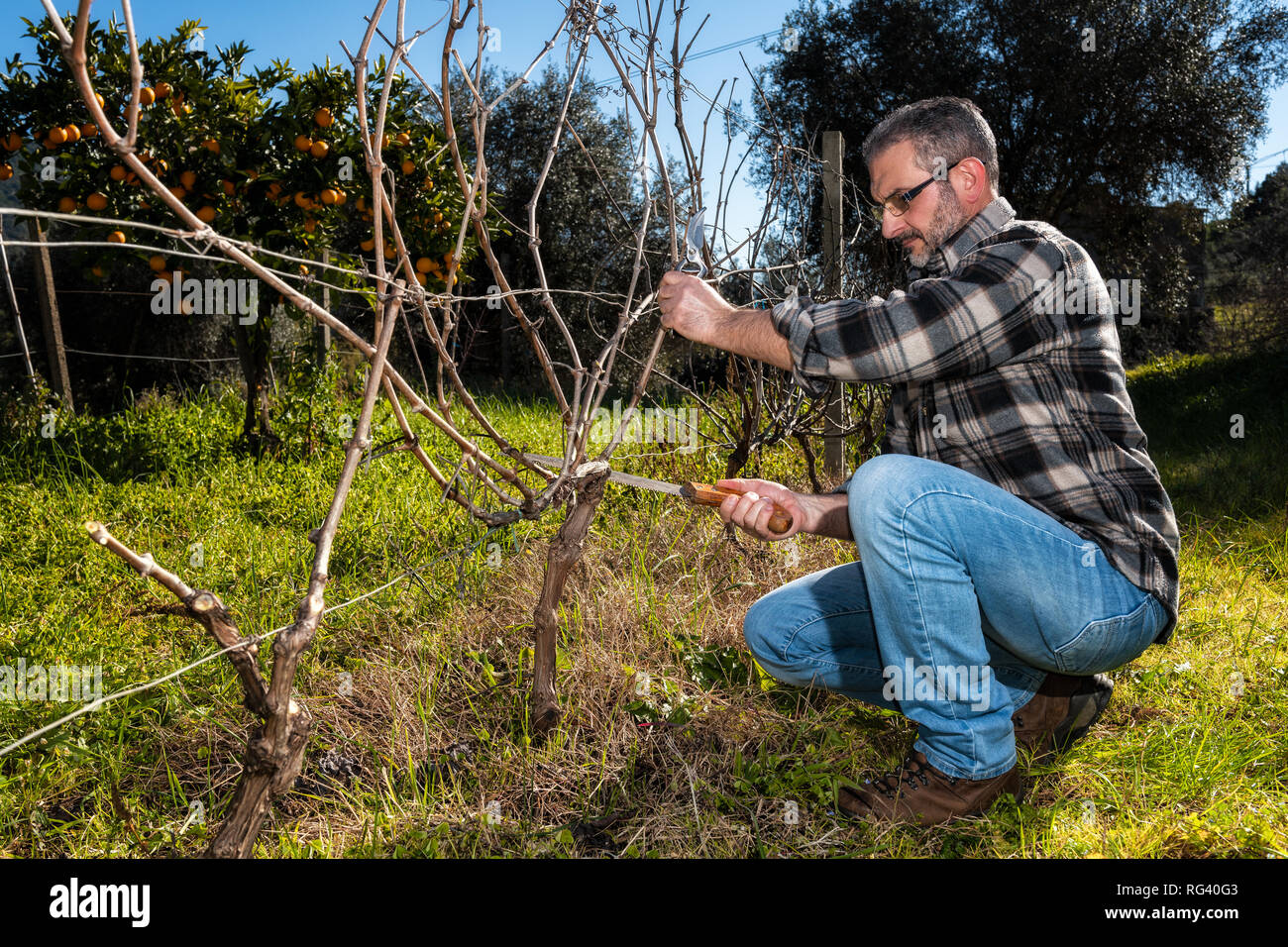 Caucasian wine grower at work engaged in pruning the vine with ...