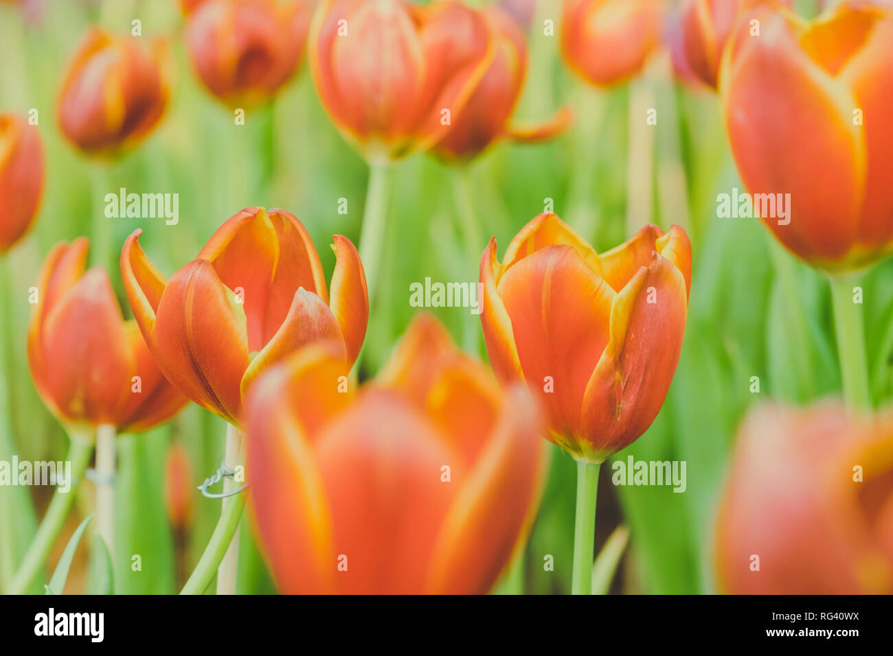 Darwin tulip group white tulips hi-res stock photography and images - Alamy