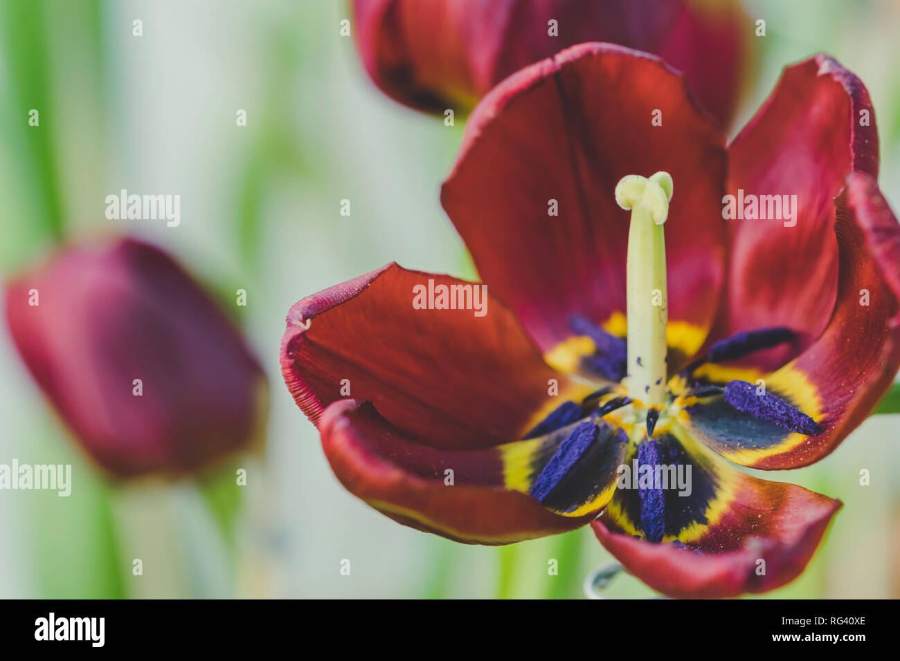 Darwin tulip group white tulips hi-res stock photography and images - Alamy