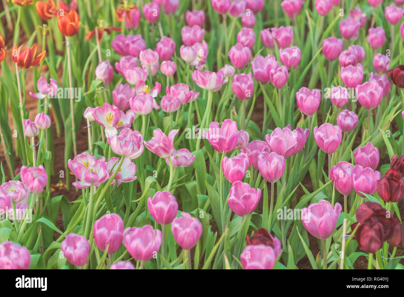 Darwin tulip group white tulips hi-res stock photography and images - Alamy