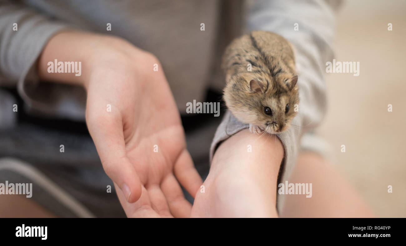 Class pet mouse hi-res stock photography and images - Alamy