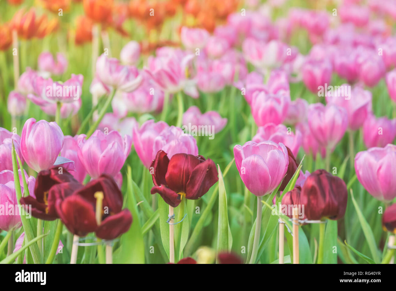 Darwin tulip group white tulips hi-res stock photography and images - Alamy