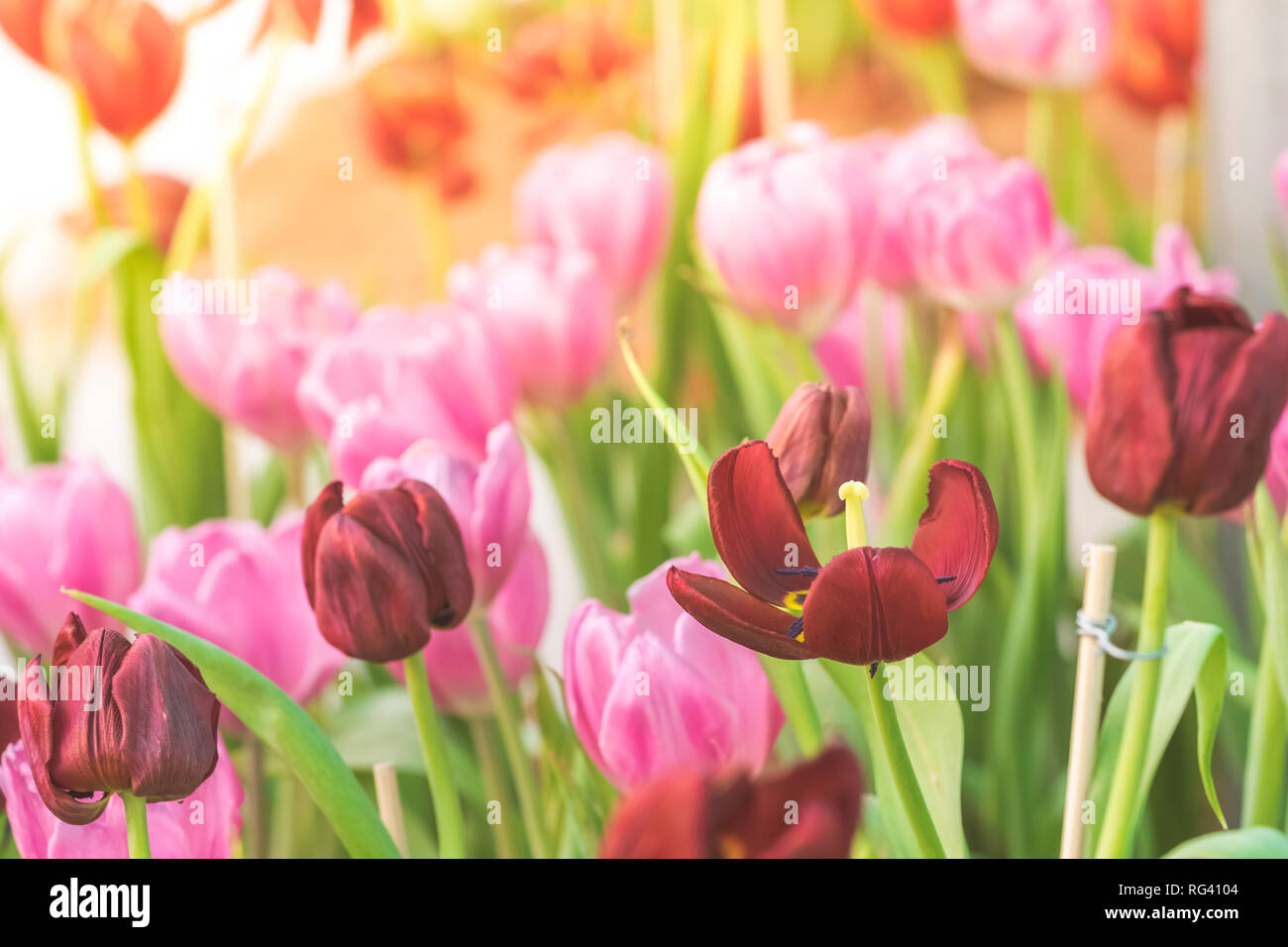 Darwin tulip group white tulips hi-res stock photography and images - Alamy