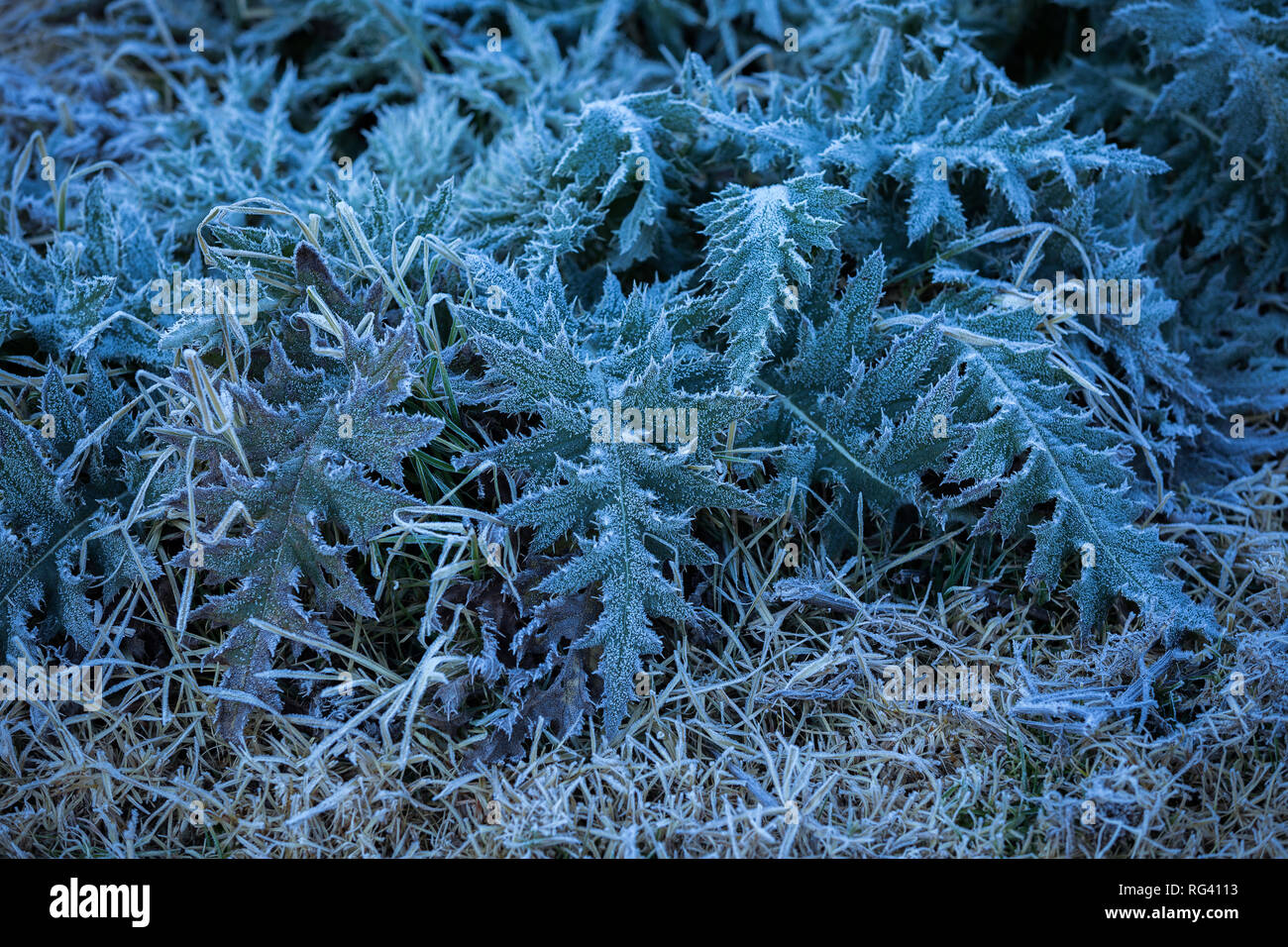 Winter in kerala hi-res stock photography and images - Alamy