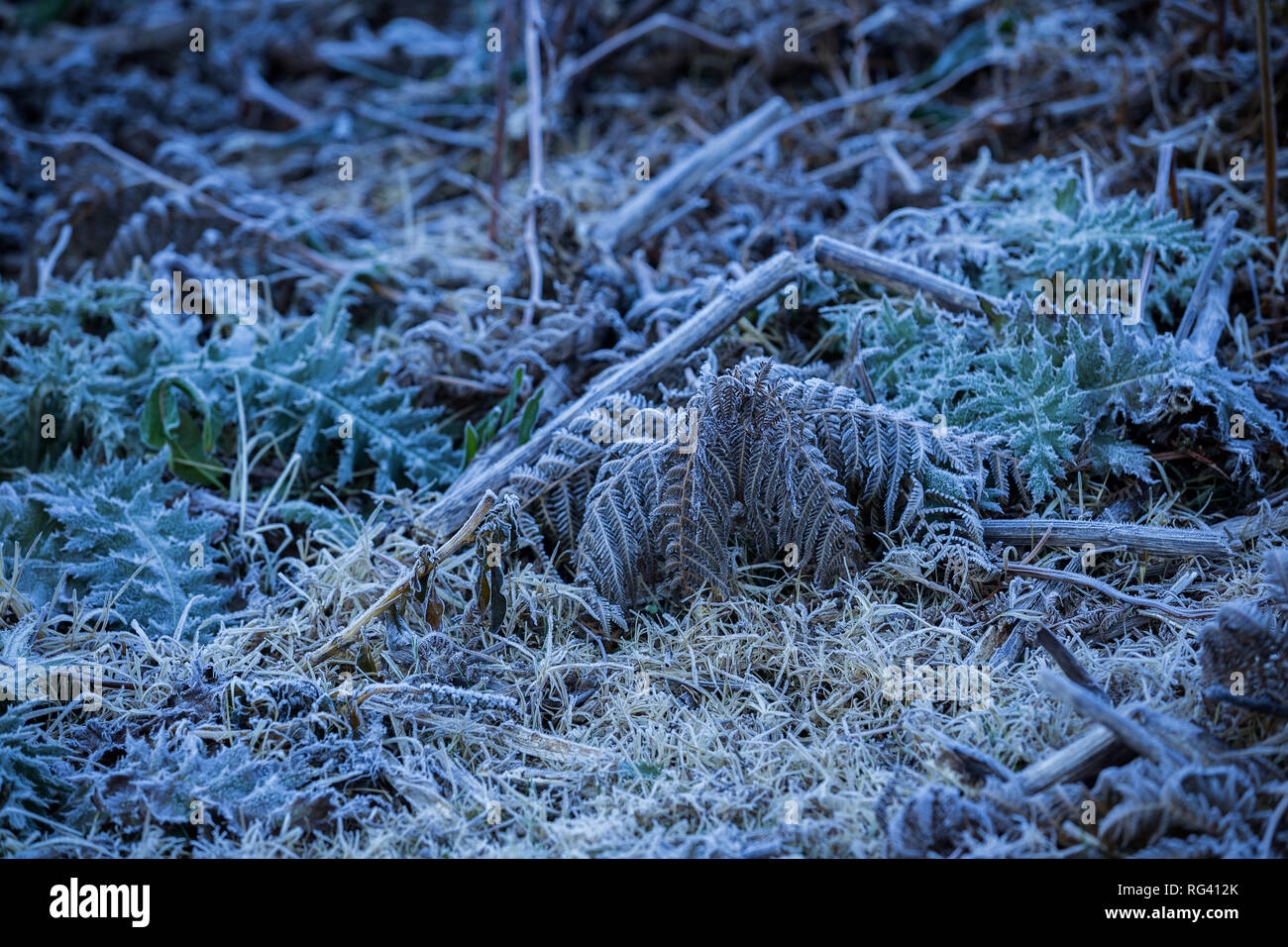Frost in Munnar Stock Photo - Alamy
