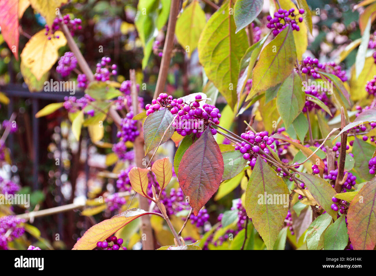 Lilac berries hi-res stock photography and images - Alamy