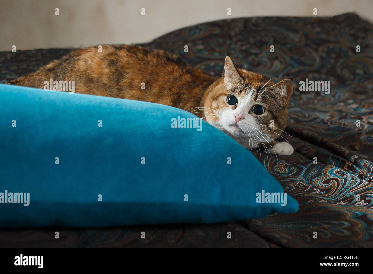 Disheveled cat hi-res stock photography and images - Alamy