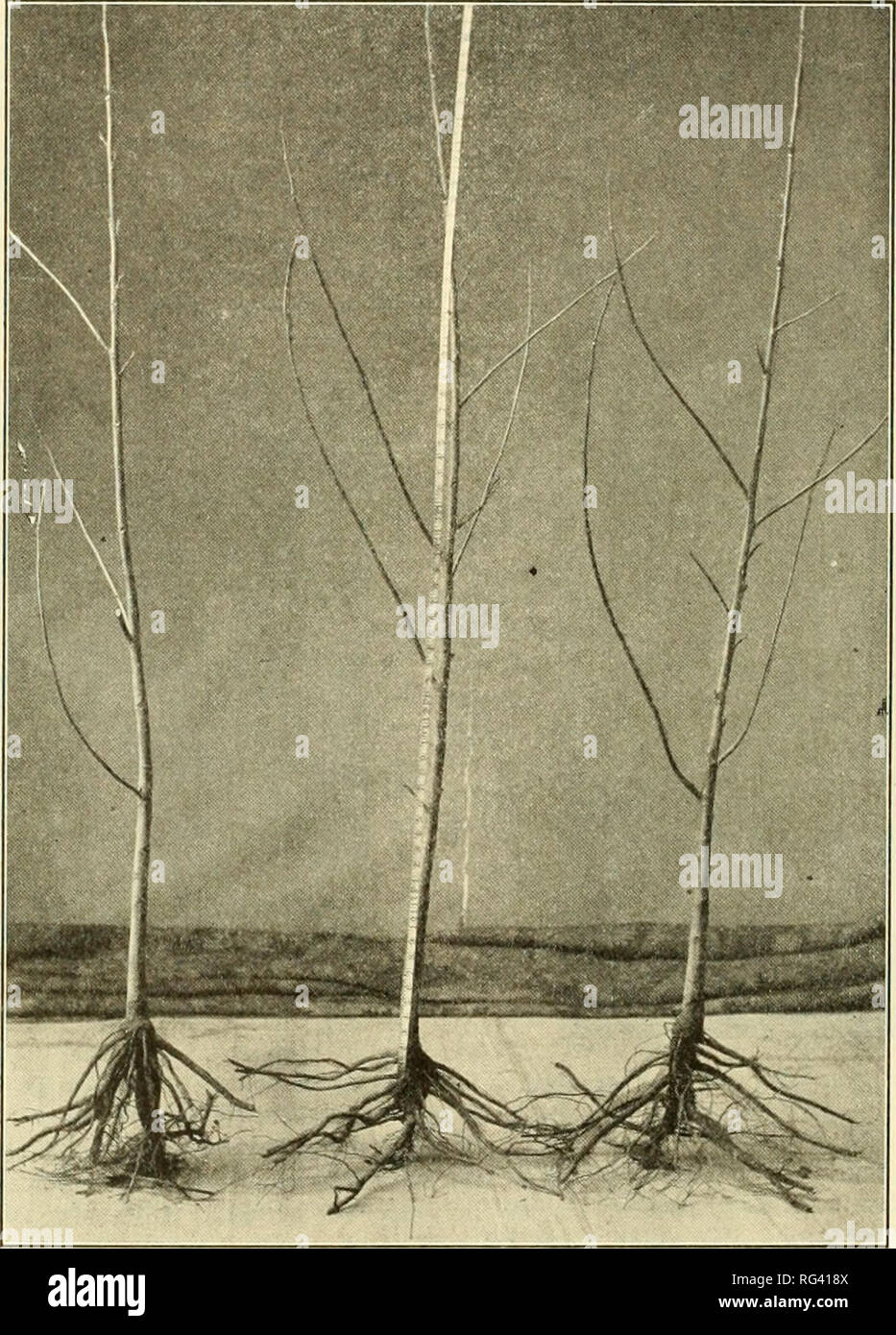 Grown through stump hi-res stock photography and images - Alamy
