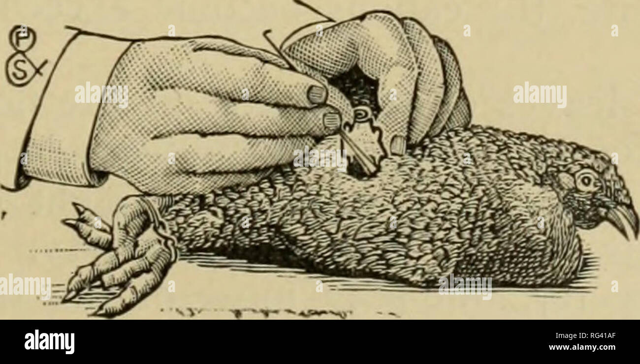 Large testicles hi-res stock photography and images - Alamy