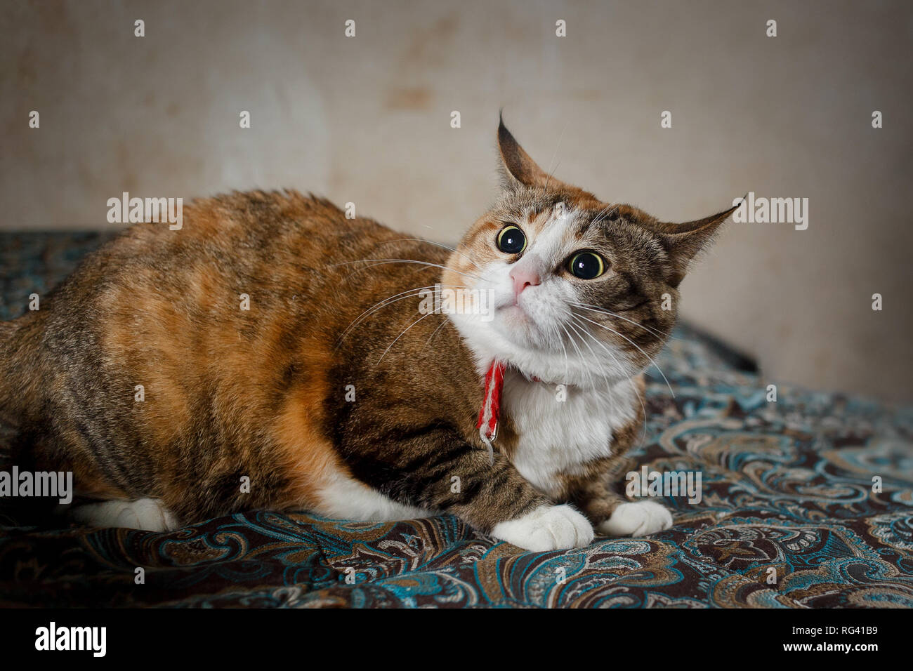 Shocked expression and cat hi-res stock photography and images - Alamy