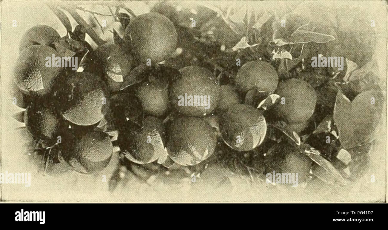 Densely set leaves hi-res stock photography and images - Alamy