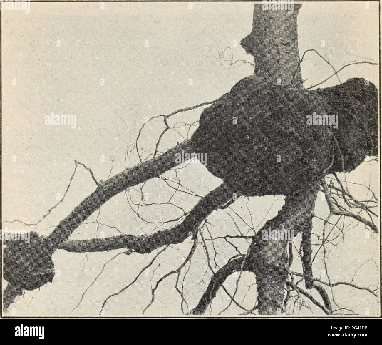 Dodder crop hi-res stock photography and images - Alamy