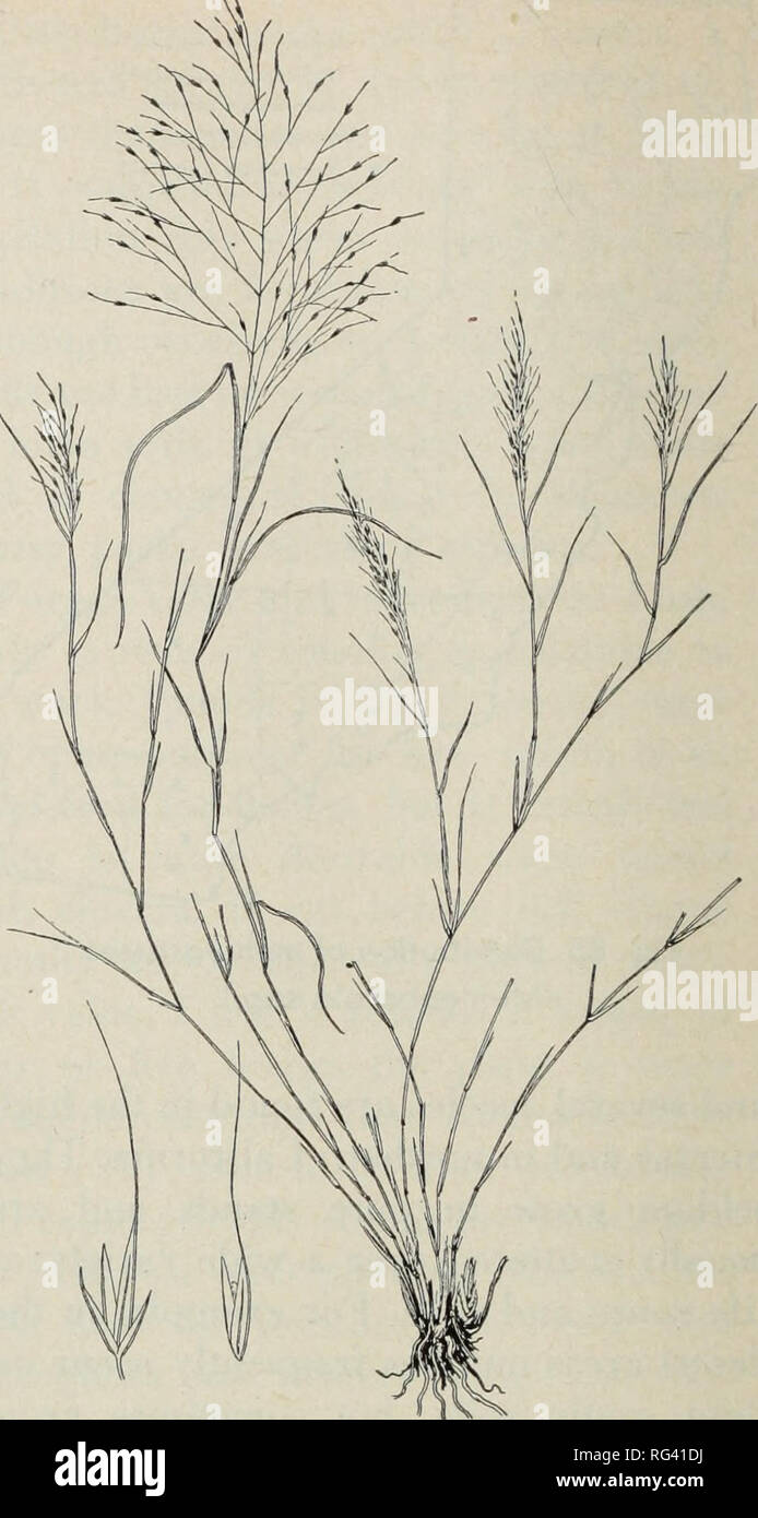 Grows in sandy areas hi-res stock photography and images - Alamy