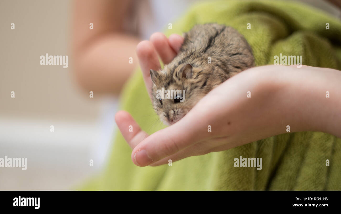 Hand holding hamster close up hi-res stock photography and images - Alamy