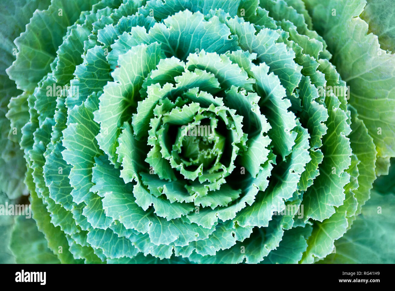 Macro photograph of a cabbage Stock Photo - Alamy