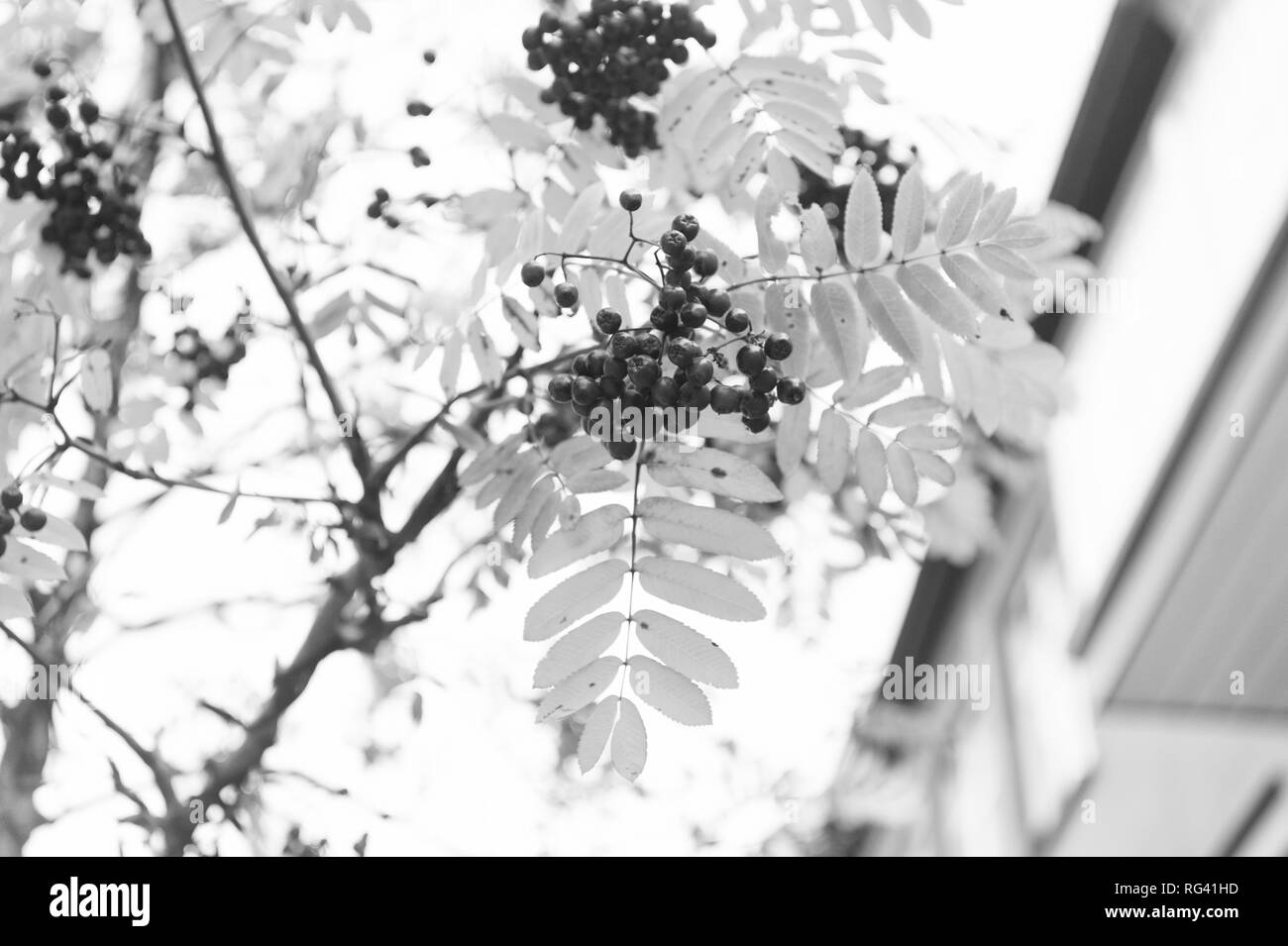 Orange tree branch ripe Black and White Stock Photos & Images - Alamy