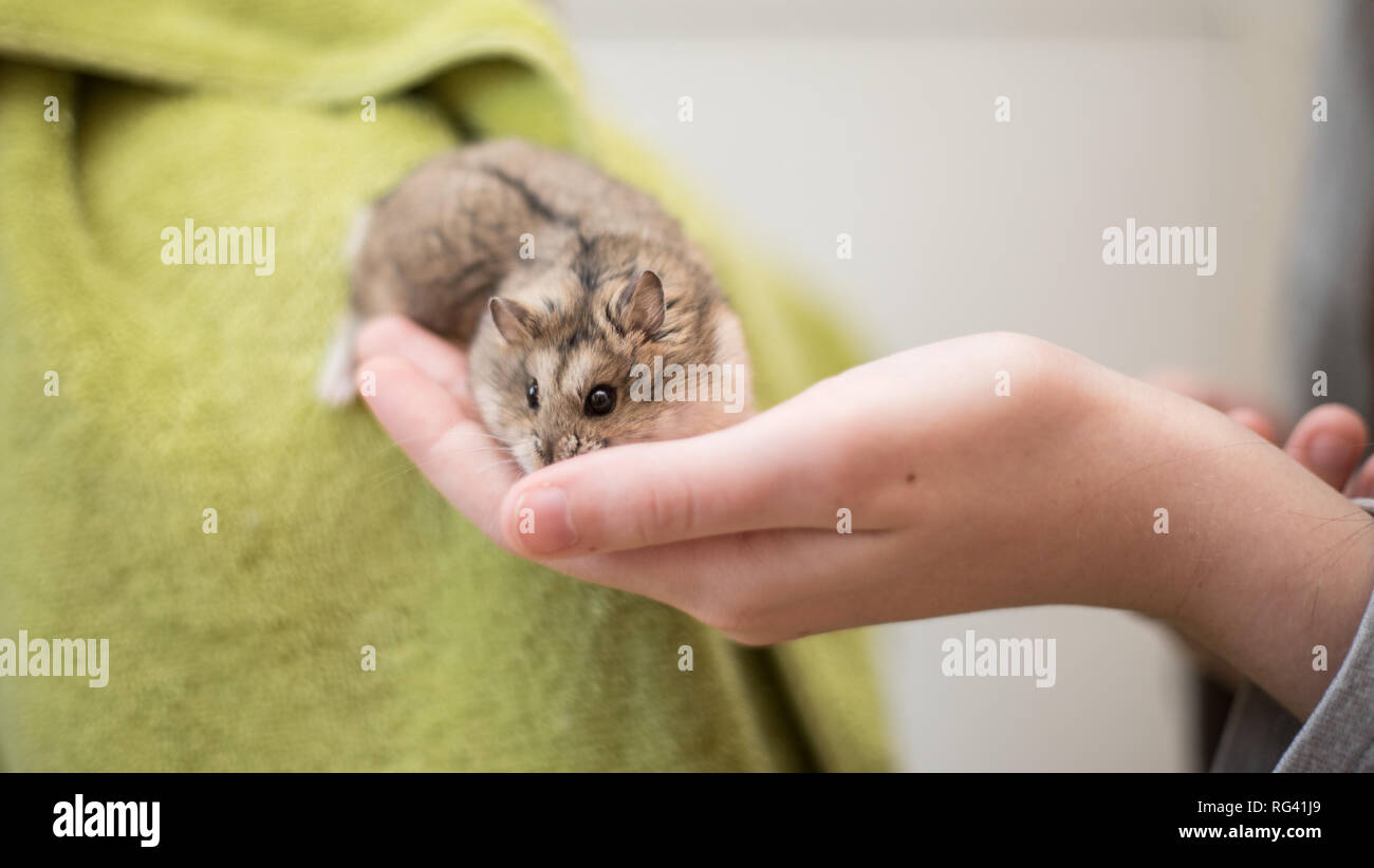 Hand holding hamster close up hi-res stock photography and images - Alamy