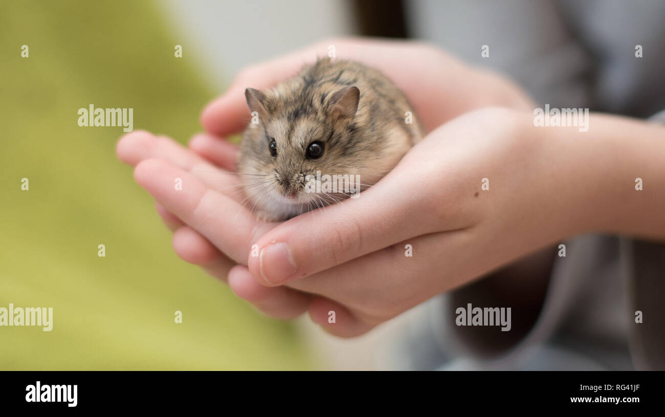 Hamster In Hands High Resolution Stock Photography and Images - Alamy
