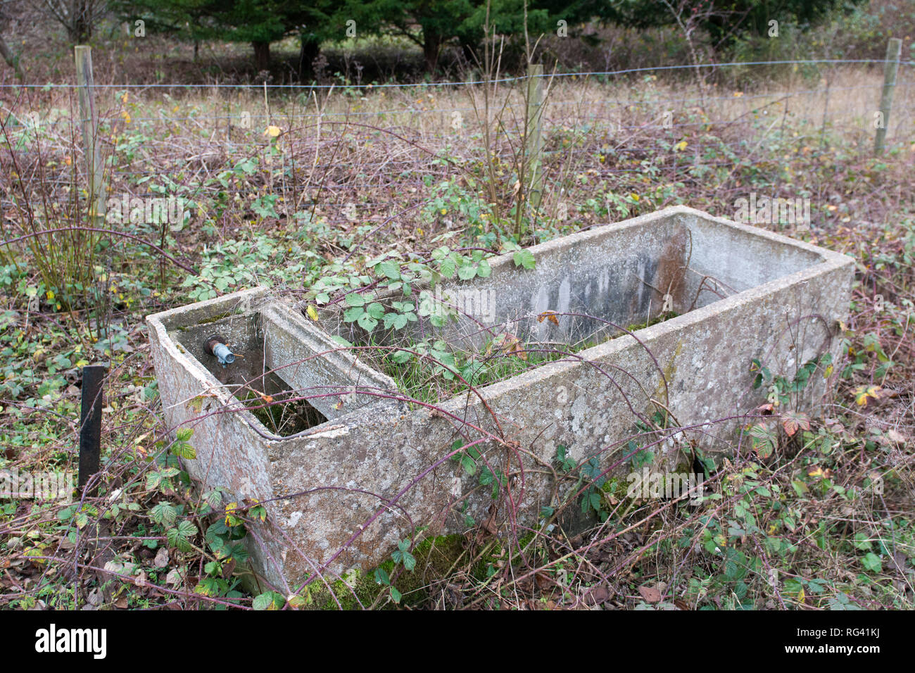 Empty animal water trough with overgrowing foliage Stock Photo - Alamy