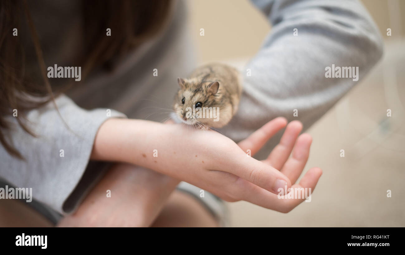 An adorable hamster scurrying on a young girl's arms Stock Photo - Alamy